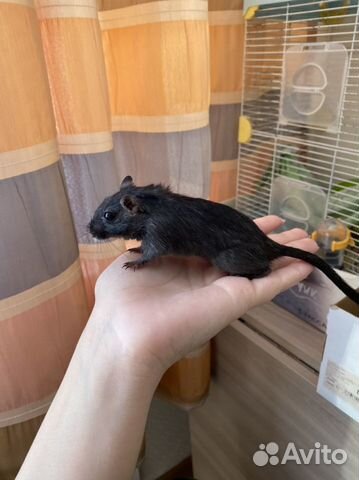 Песчанка