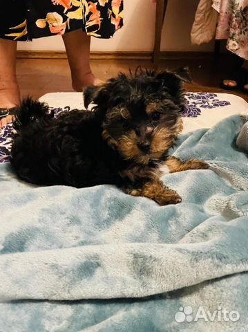 Йоркширский терьер