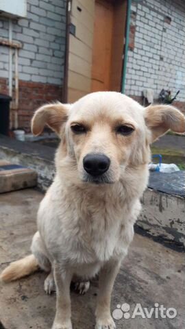 Собака.Помогите найти