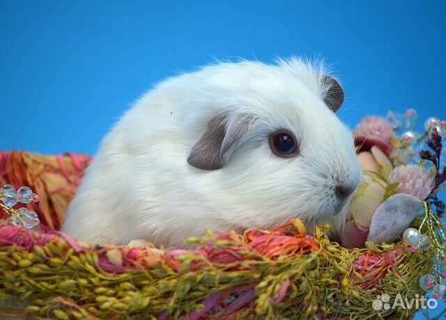 Малышка девочка морской свинки калифорния