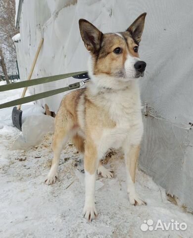 Не выживет в приюте замечательная Микки
