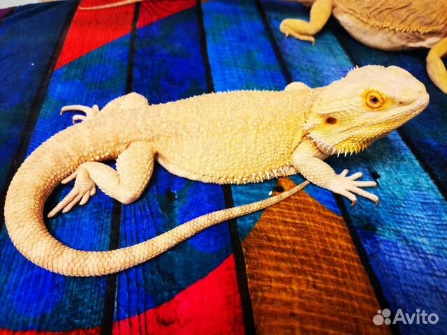 Бородатая агама