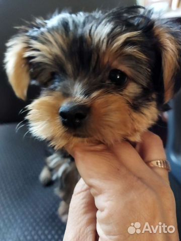 Йоркширский терьер щенки