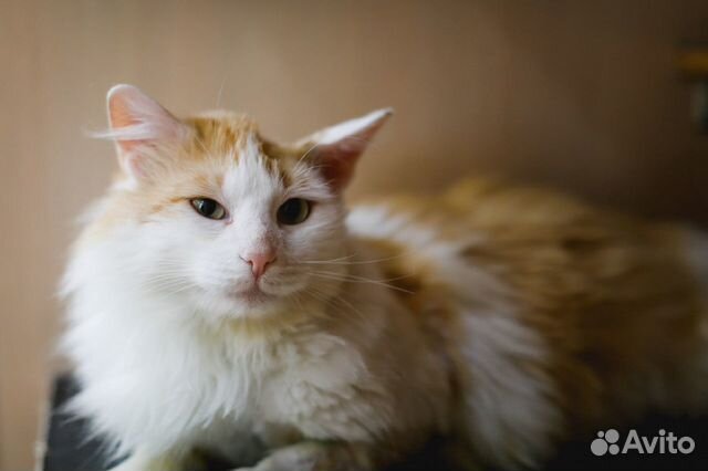 Кот бесплатно