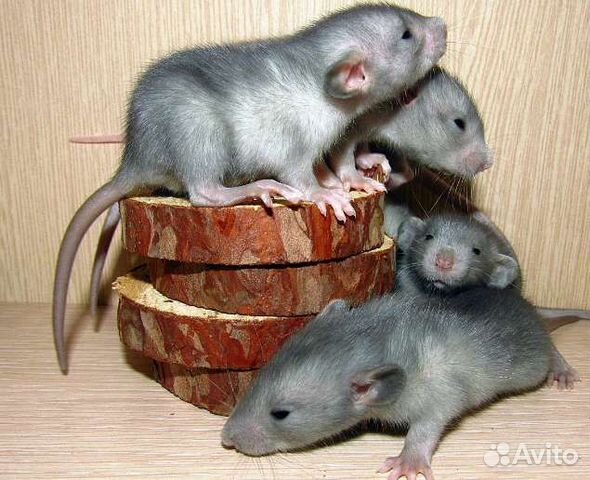 Крысята дамбо 1 и 1,5 месяца