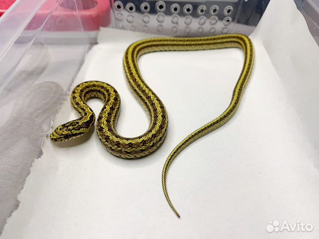 Полоз узорчатый. Змея для начинающих