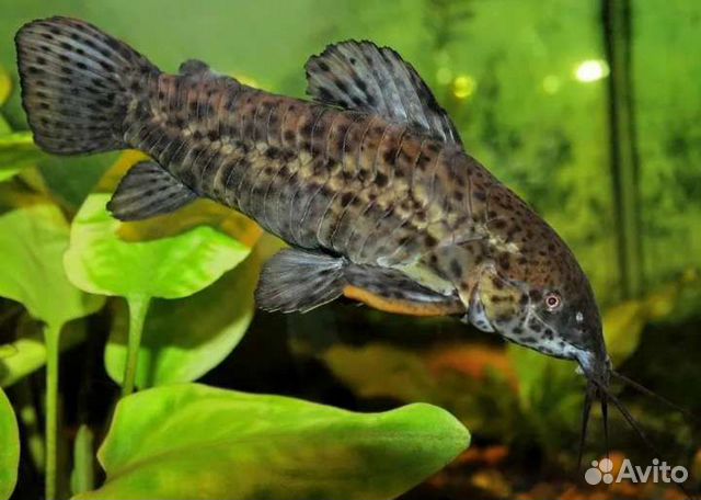 Сомик таракатум