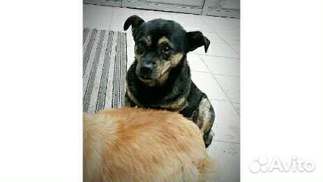 Собака маленький мальчик 1 год