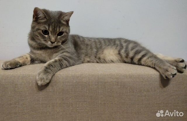 Шотландская кошечка
