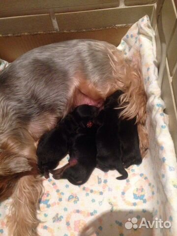 Щенки йорка(бейби фэйс)