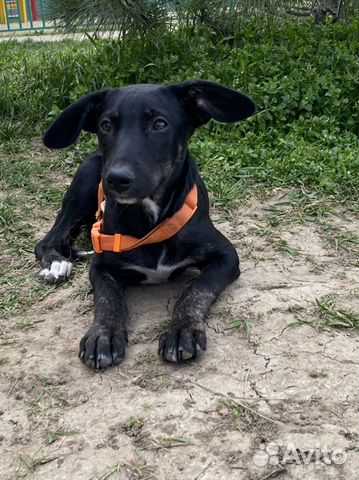 Собака соедней породы