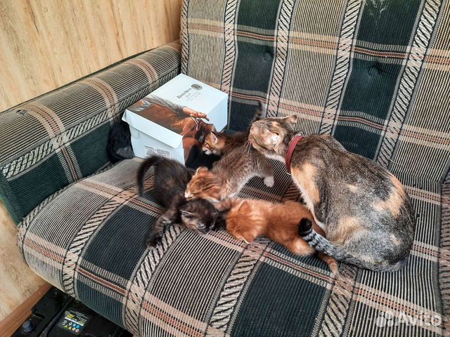 Котята в добрые руки