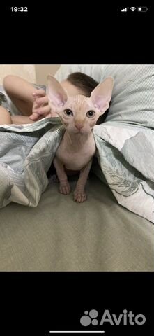 Котята сфинкс