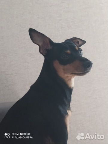 Вязка Русский той