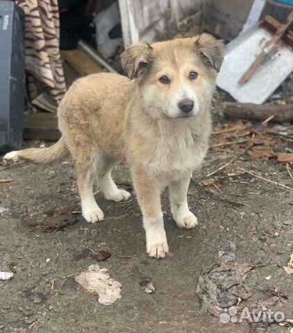 Щенок в добрые руки