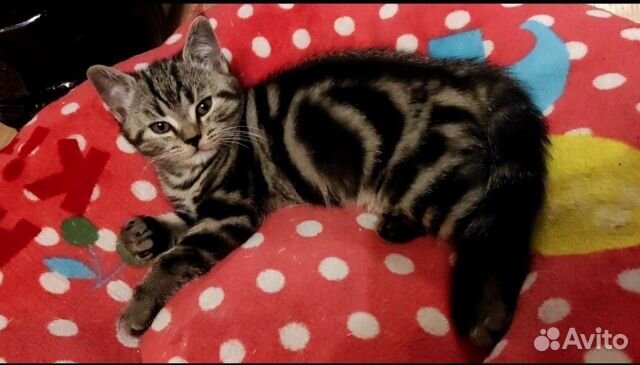 Шотландский котик
