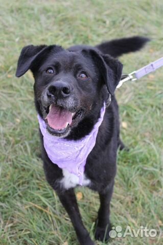 Преданный пес Макс в добрые руки