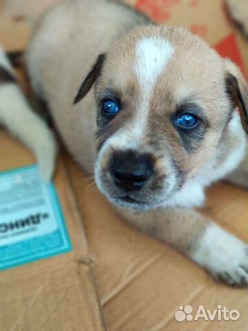 Немецкая овчарка+ герберийский шепски