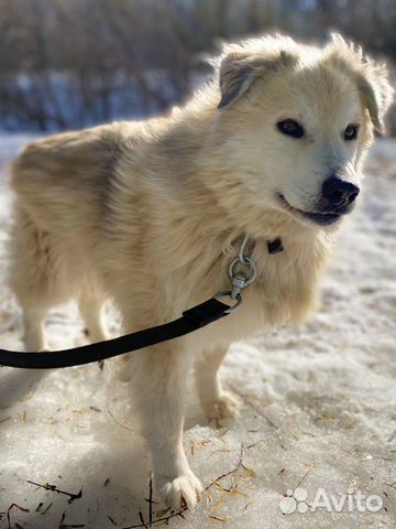 Коротколапик ищет дом