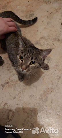 Сибирская кошка бесплатно