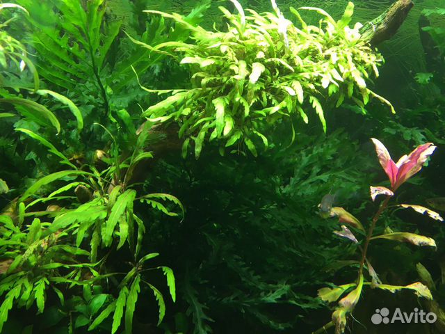 Гигрофила пиннатифида