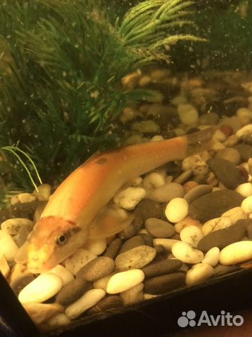 Сомик Гиринохейлус