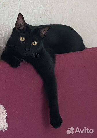 Отдам в добрые руки котика