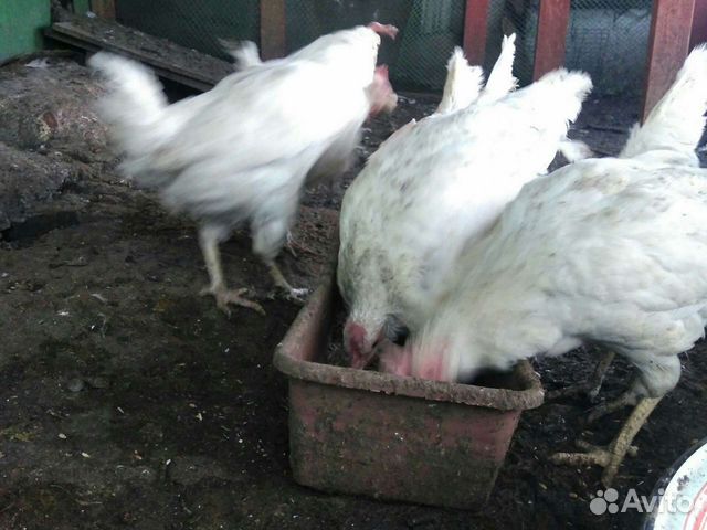 Куры несушки старые