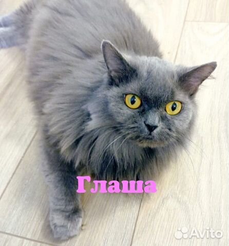 Кошка Глаша ищет хозяина. Отдадим в хорошие руки