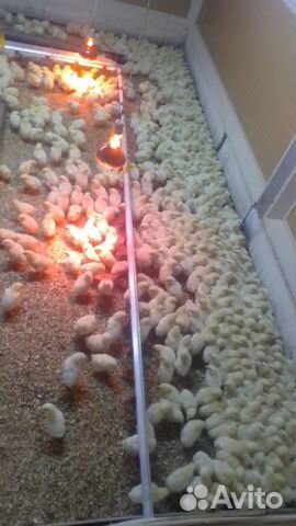 Суточный цыпленок росс 308