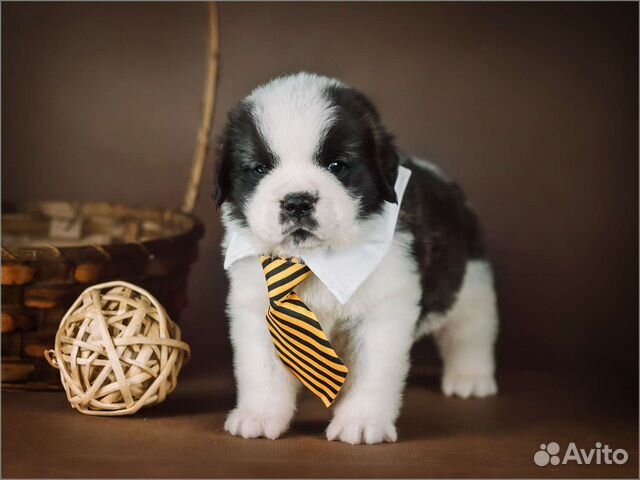 Самые красивые сенбернары у нас