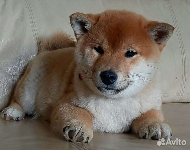 Сиба ину шоу кобель 3,5 мес