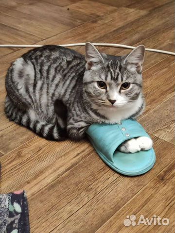 Отдам породистую кошечку