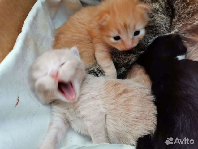 Котёнок