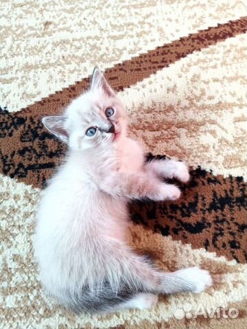 Кошка в дар