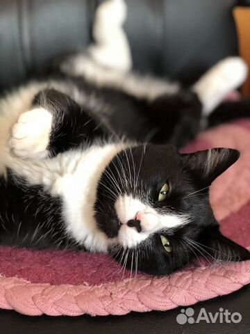 Help Отдам кота в добрые руки