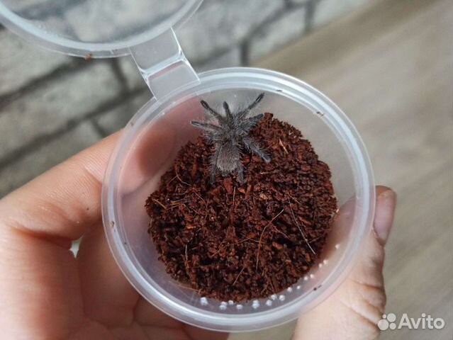 Паук птицеед Monocentropus balfouri