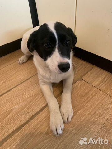 Щенок девочка из приюта ищет дом, в добрые руки