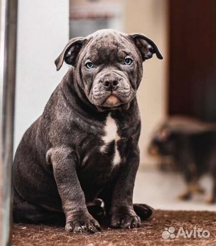 Американский булли