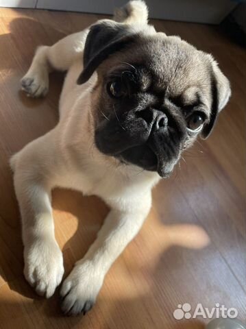 Щенки мопса девочки
