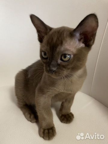 Бурманский котёнок