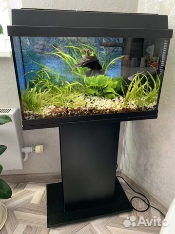 Аквариум juwel 60 с тумбой