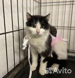 Выпуск на улицу маленькой доброй девочки