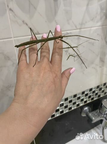 Палочник аннамский