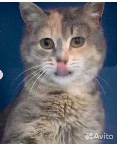 Ласковой кошке -подростку Бонечке некуда идти