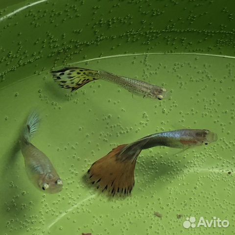 Аквариумные рыбки гуппи