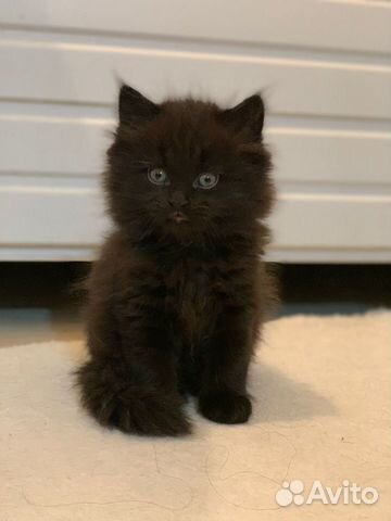 Британский котенок