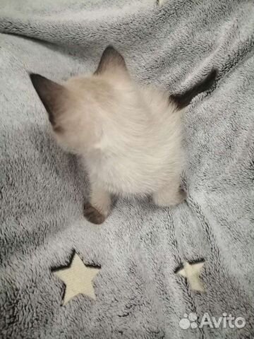 Тайский котик