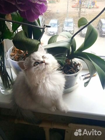 Персидская шиншилла