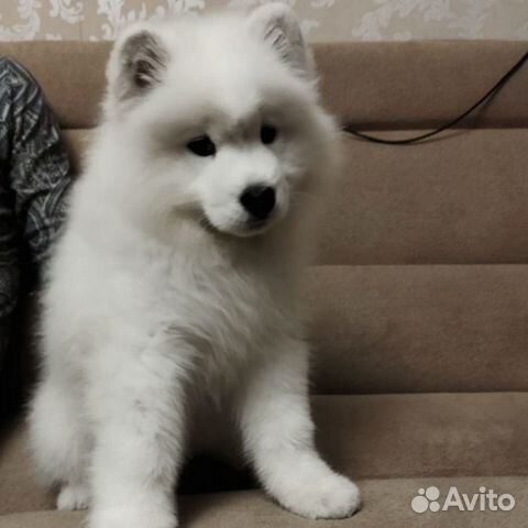 Белый мишка-самоед